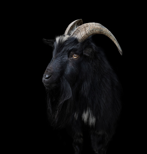 Goat Horns and Hierarchy - Goat Journal